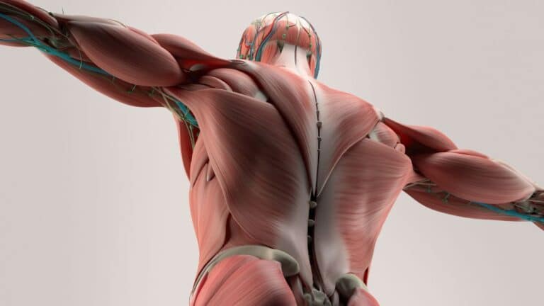Ulna: Anatomia Detalhada - Sou Enfermagem